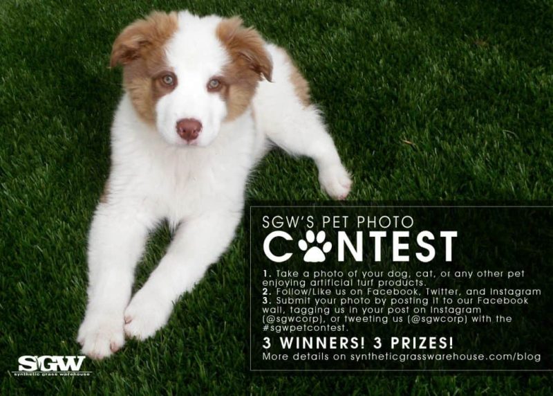 SGW’s Pet Photo Contest! | Synthetic Grass Warehouse